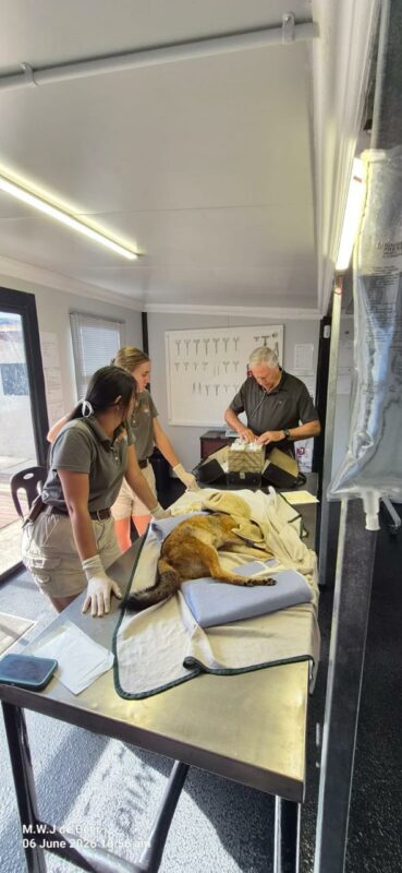 Illegal 'pet jackal' euthanised after suffering from deadly virus ...