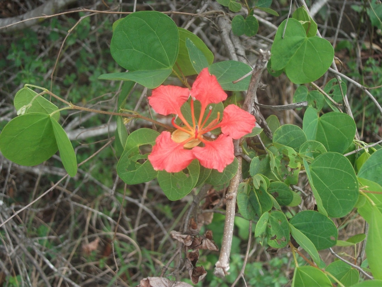 Climbers, stranglers and epiphytes | Mpumalanga News