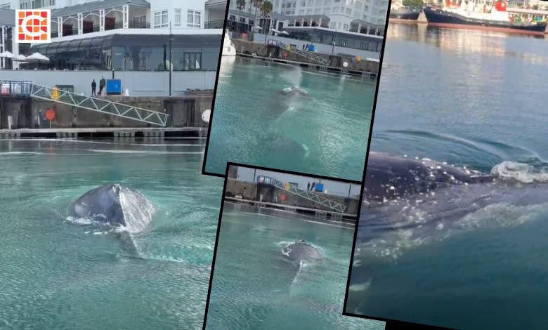 Watch: A whale of a time in Table Bay Harbour | Mpumalanga News