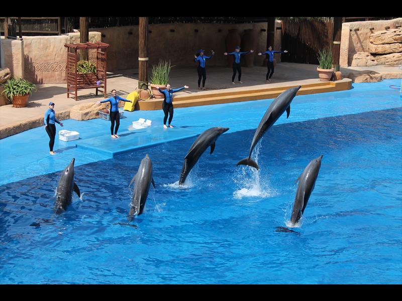 Dolphin show revamp at uShaka | Berea Mail