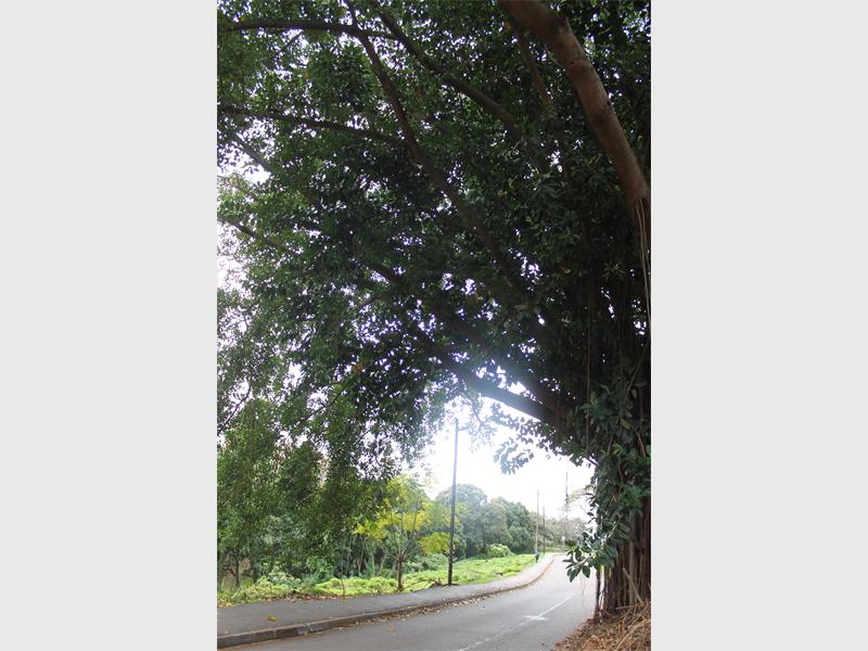 Half-century old tree a hazard, says resident | Berea Mail