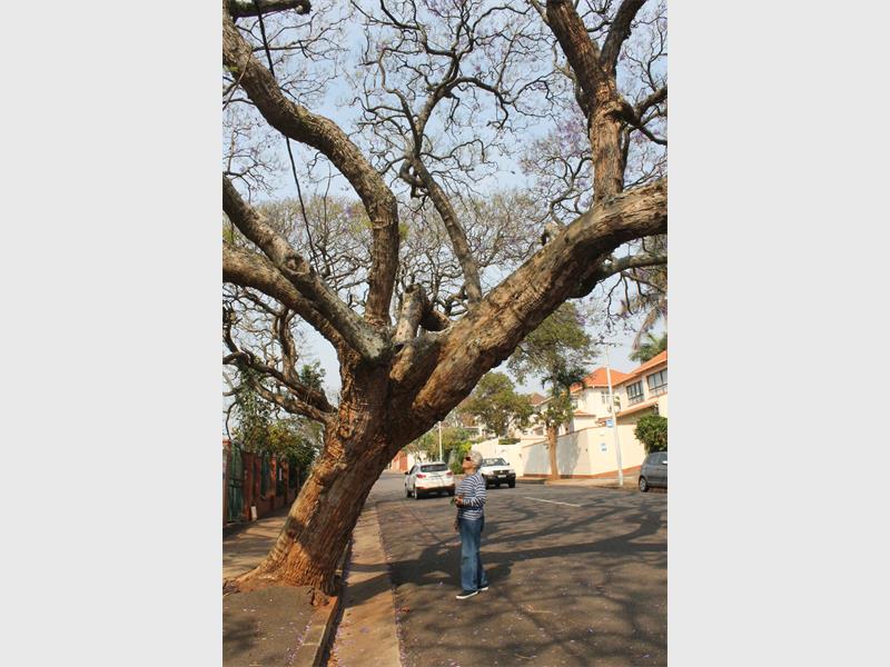 Parks to investigate 'problem tree' | Berea Mail