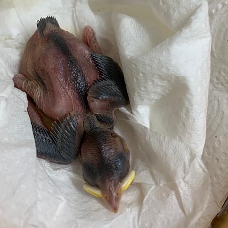 What to do when you spot a baby bird on the ground - CROW | Berea Mail