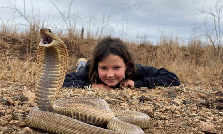 Go wild, learn about farm life with Dingo Kids channel | Berea Mail