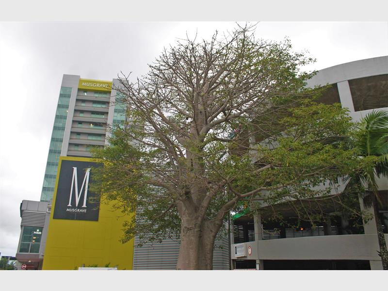 'Tree of life' rooted in Musgrave | Berea Mail