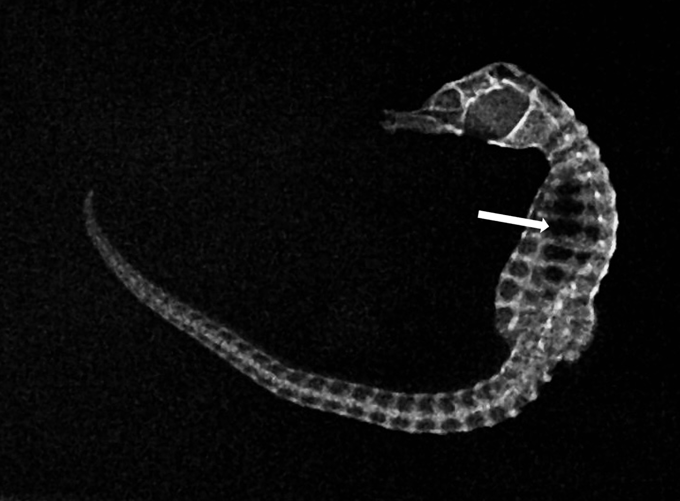 Sea World scientists put seahorse under the microscope | Berea Mail