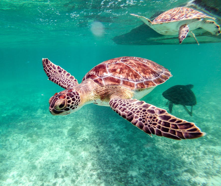 World Turtle Day: Significance, history and fun facts | Berea Mail