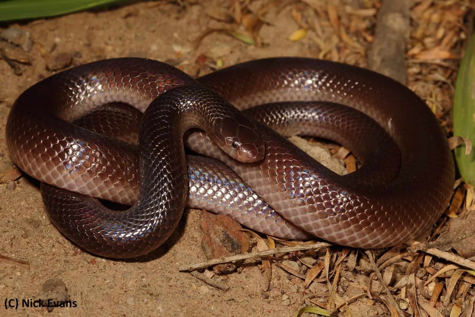 Do not mistake stiletto snakes for harmless species, warns expert ...