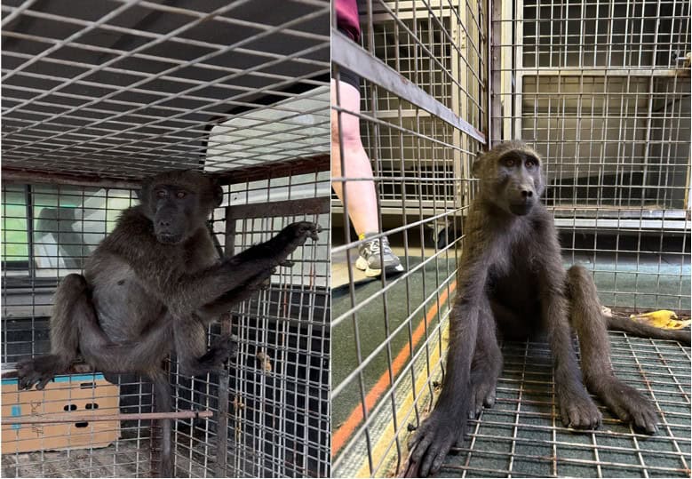 Update: 'Let your guard down, baboons finally safe, secure' | Berea Mail