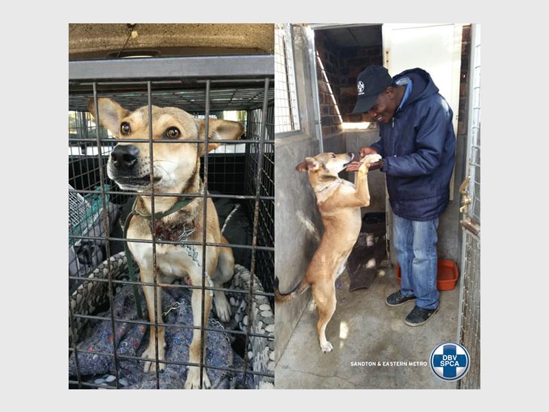 Abused Alex dog needs the Gift of love | Alex News