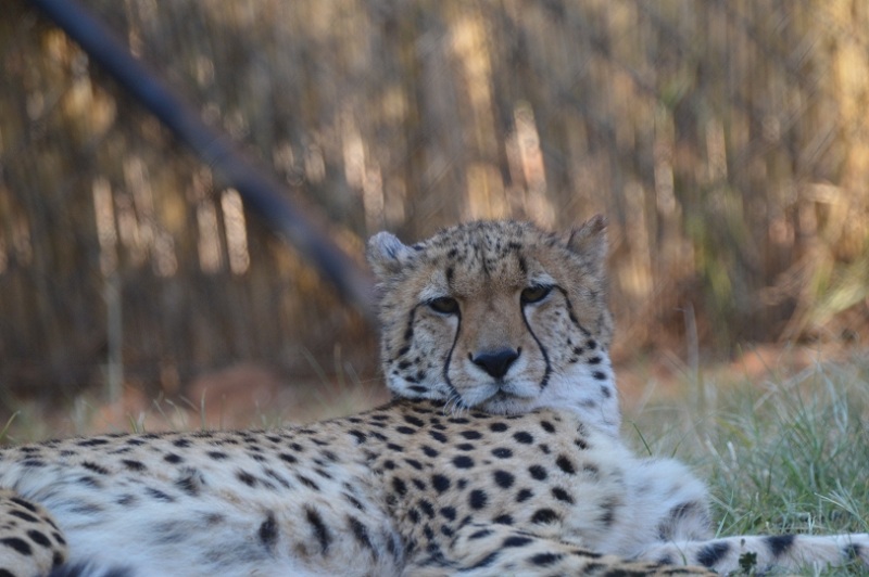 Ferrari F8 Tributo makes South African debut | Alex News