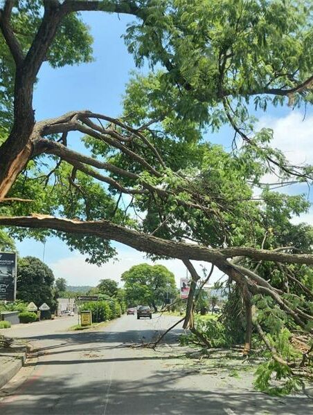JCPZ stresses urgent need for residents to report tree hazards ...