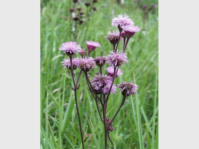 Know your alien invasive plant: Pompom weed | Highway Mail