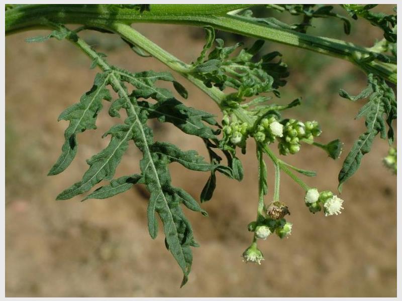 Know your alien invasive plant: Famine weed | Highway Mail