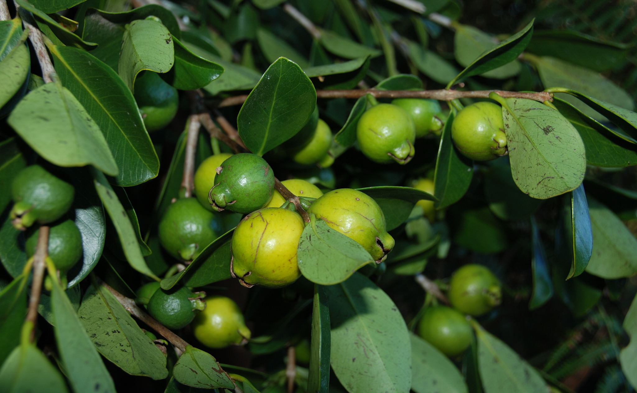 Know your alien invasive plant: Guava | Highway Mail
