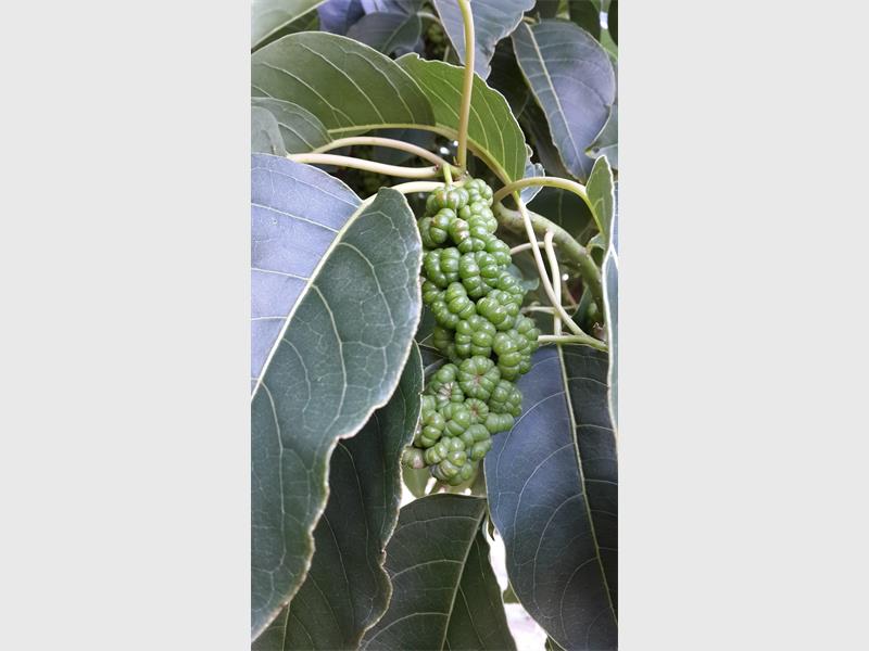 Know your alien invasive plant: Belhambra | Highway Mail