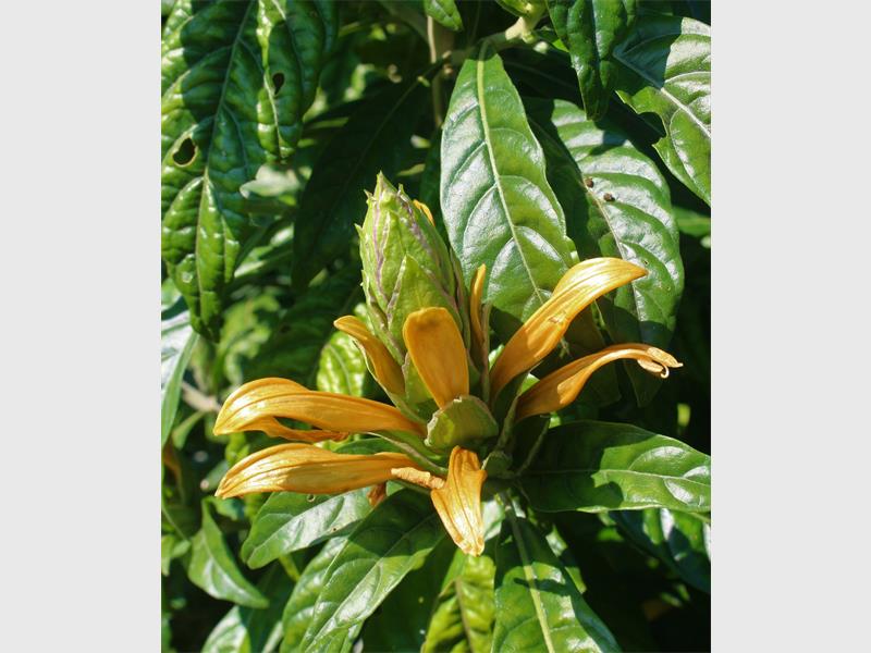 Plant indigenous trees: Sunbird bush - A touch of gold | Highway Mail