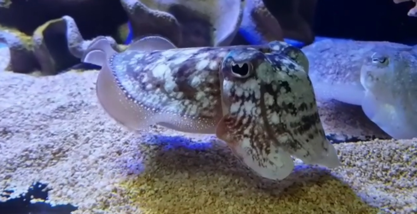 THEN AND NOW: Watch how the cuttlefish at uShaka Marine World have ...