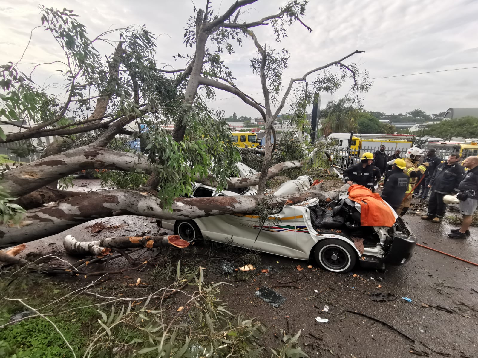 Tree falls onto moving taxi in Pinetown | Highway Mail