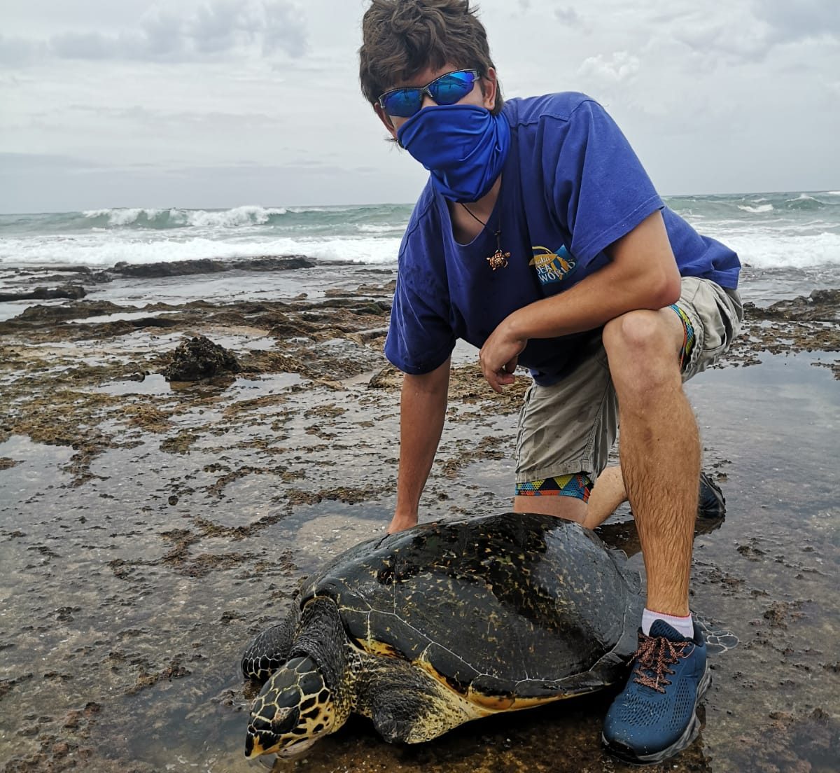 Tripod the turtle released by Sea World | Highway Mail