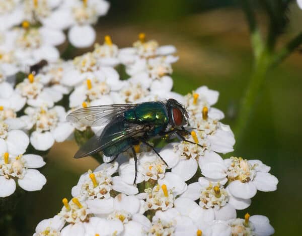 Home remedies to get rid of your fly problem | Highway Mail