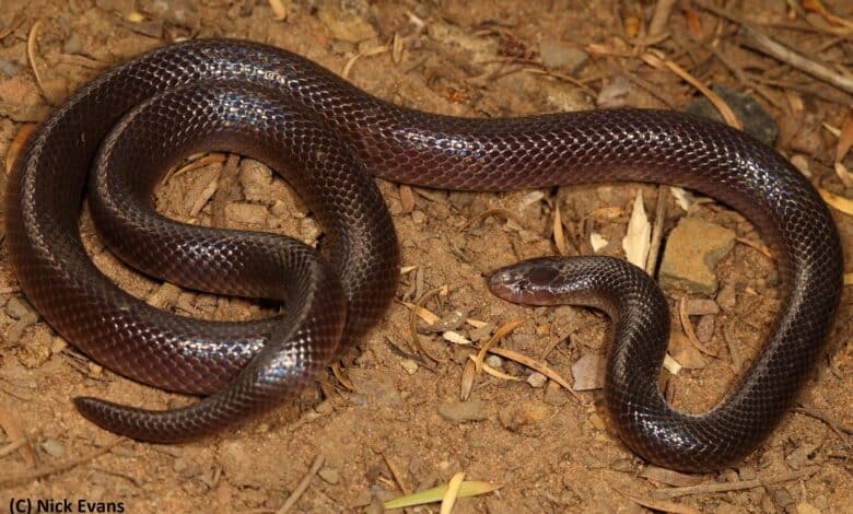 Do not panic as snake sightings increase | Highway Mail