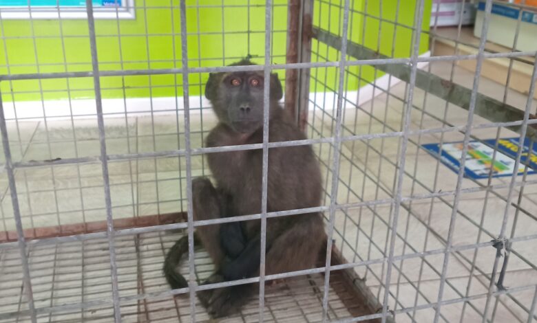 DNA tests to confirm origins of baboons rescued in Durban | Highway Mail