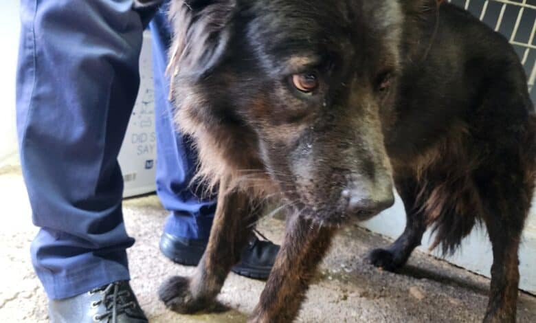 Fireworks cause devastating impact on animals | Highway Mail