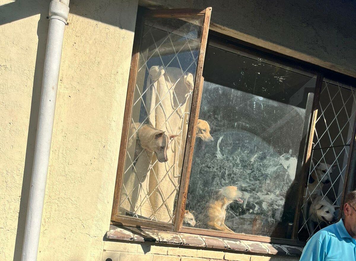 Metro Police find 68 dogs at a house in Farningham | Highway Mail