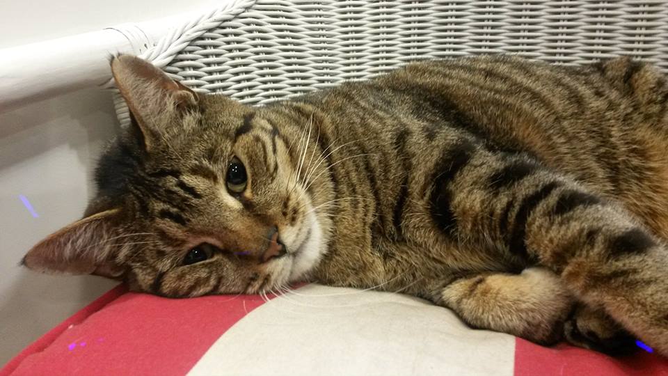 Great news: Skabenga has been found | Northglen News