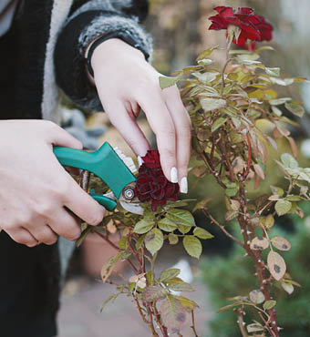 Rose care in February | Northglen News