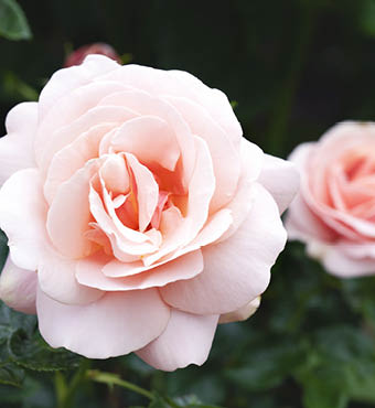 Rose care in February | Northglen News