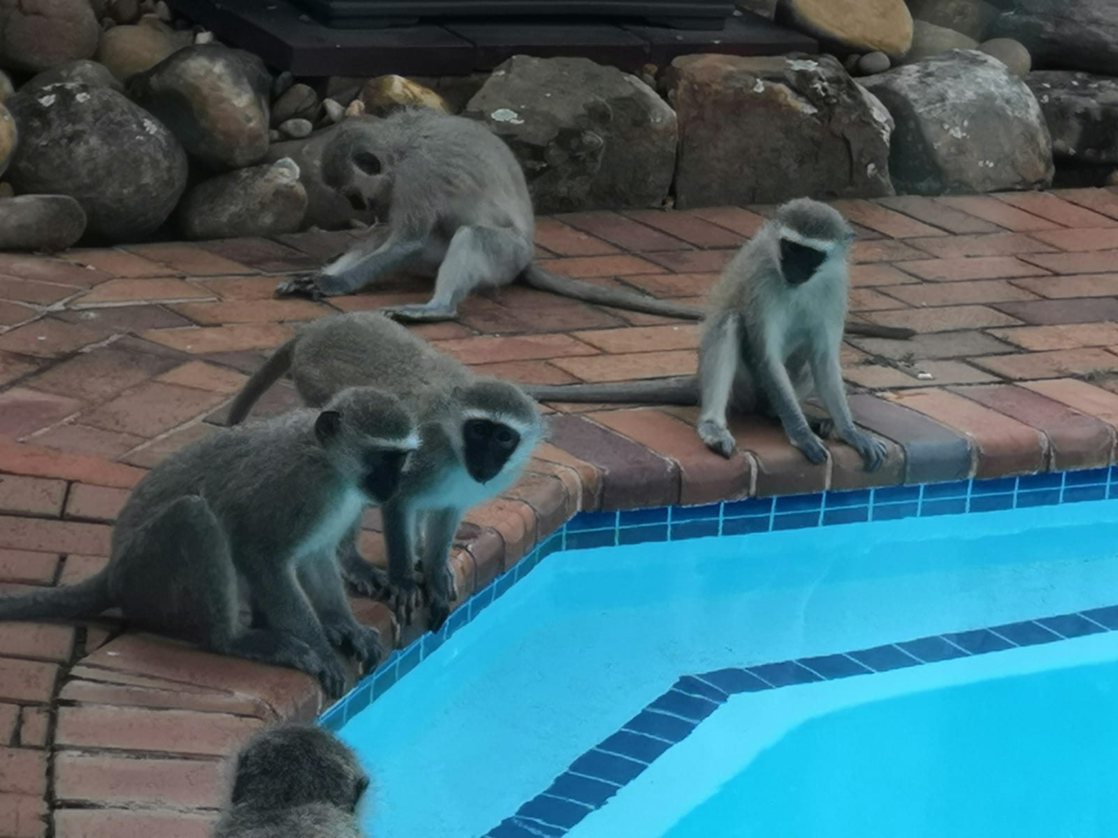 Monkeys 'splash out' at Glen Anil pool party | Northglen News