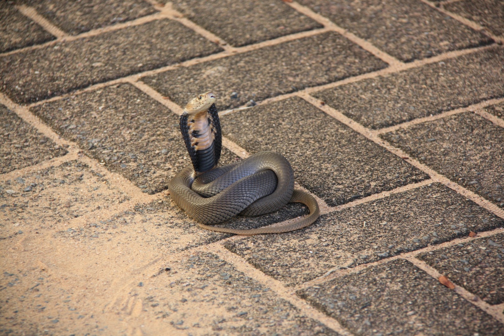 Mozambique Spitting Cobra spotted on uMhlanga Promenade | Northglen News