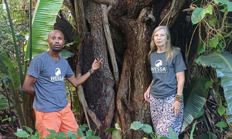 Tree trimming backlog poses danger in Durban North | Northglen News