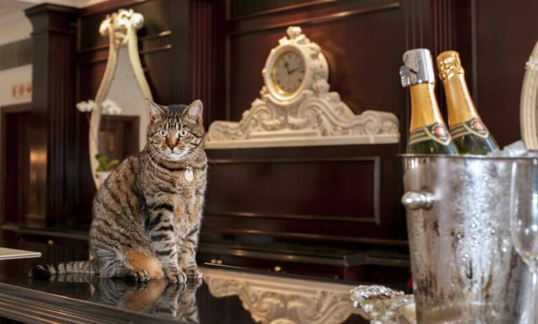 South Africa’s famous feline Skabenga dies | Northglen News