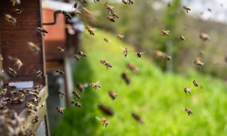 Breathe like a bee: Apiary Air Therapy creates a buzz this winter ...
