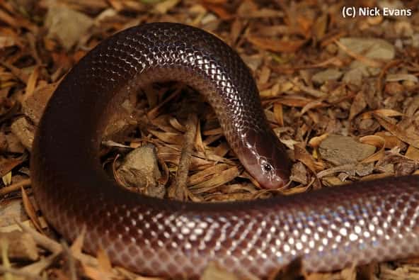 Do not pick up small snakes as stiletto sightings increase this spring ...