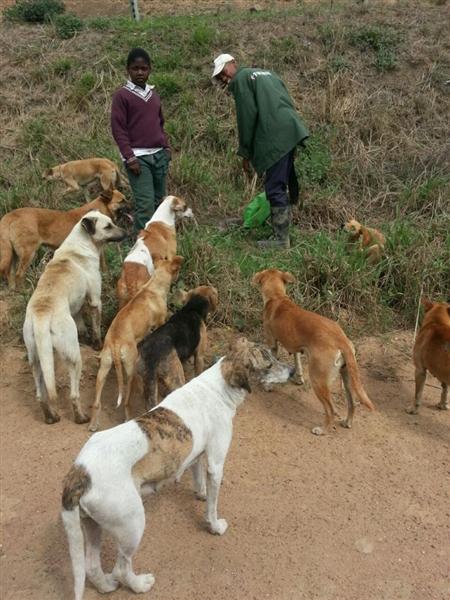Is It Illegal To Hunt With Dogs