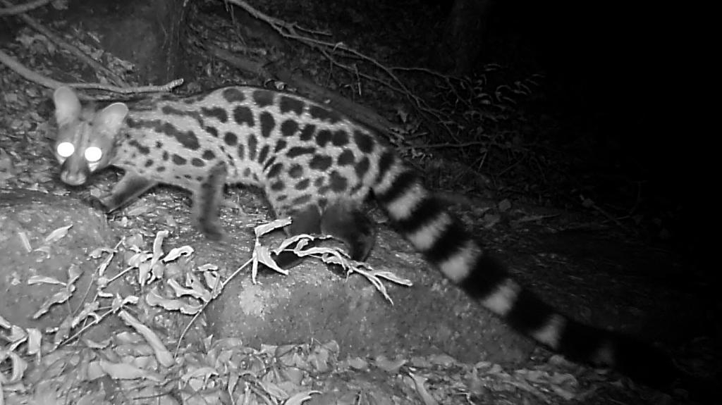 TC Talk: Night Critters | South Coast Herald