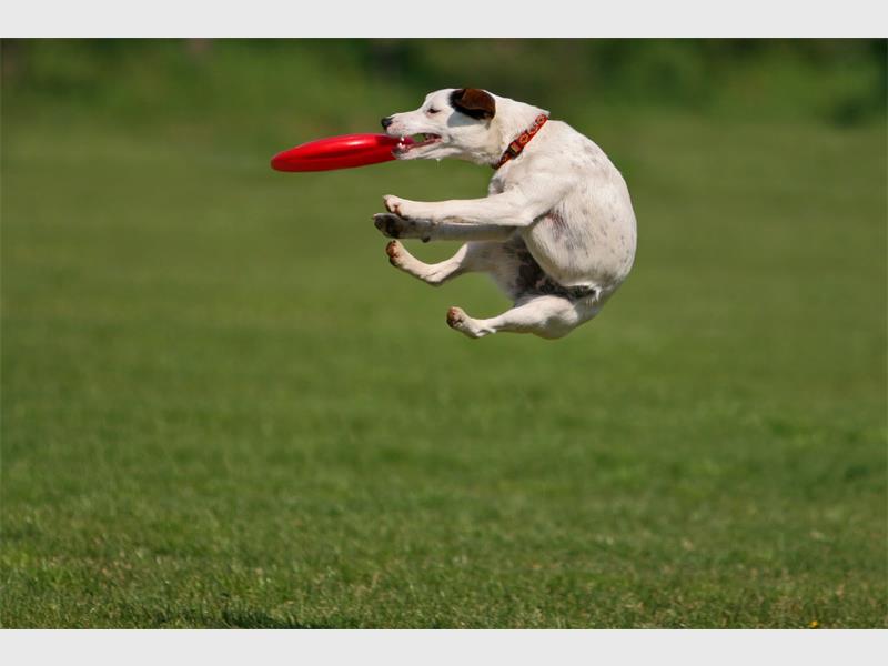 Who doesn't like a Frisbee? | South Coast Herald