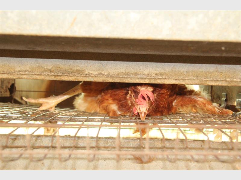 UPDATE: Mismanaged poultry farm goes under the hammer | South Coast Herald