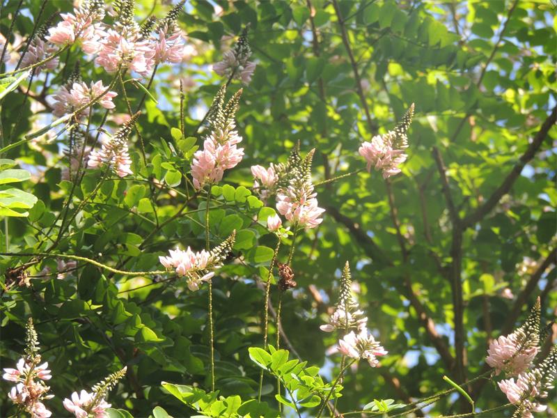 Invasives and natives: Inkberry, indigo and a chameleon or two | South ...