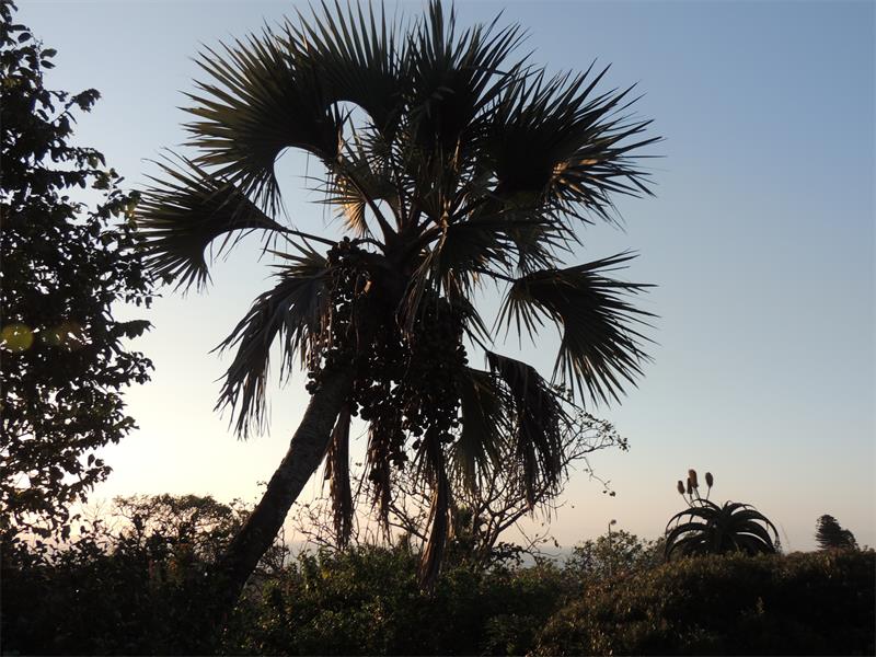 Invasives and Natives: A little pest and some iconic giants | South ...