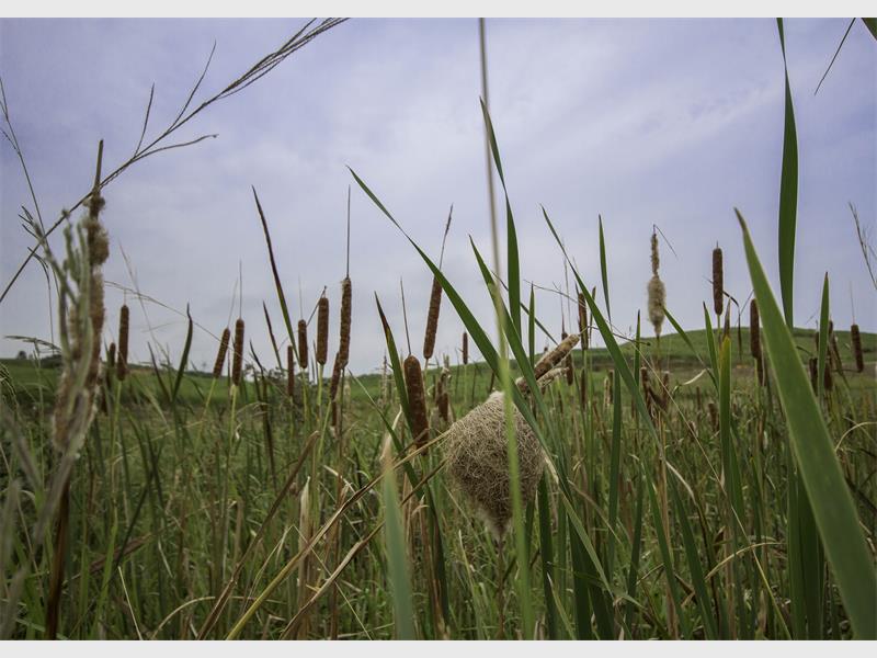 Renishaw Hills engineers 'think green' to bridge Mandawe Wetland ...