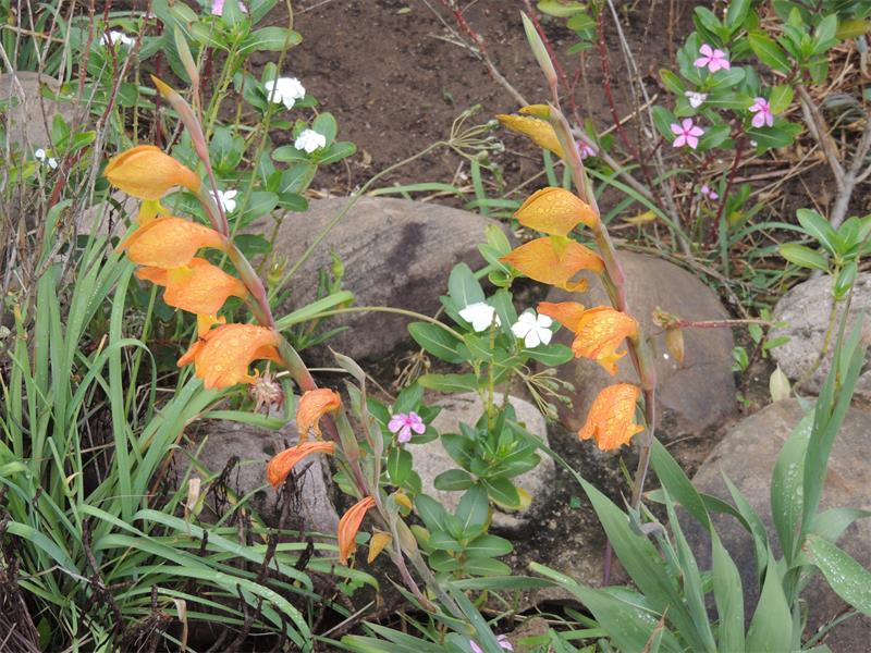 Invasives and natives: Welcome these wild flowers | South Coast Herald