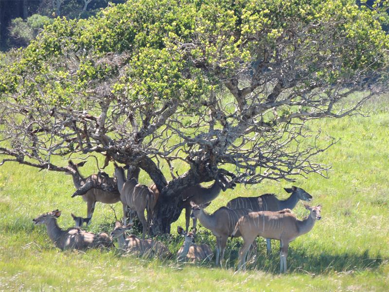 Invasives and Natives: Waterberries good and bad | South Coast Herald