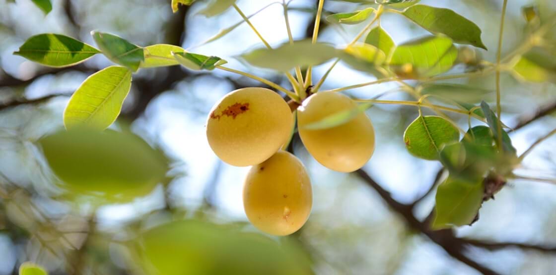 #Guide: Grow your own marula tree from seed | South Coast Herald