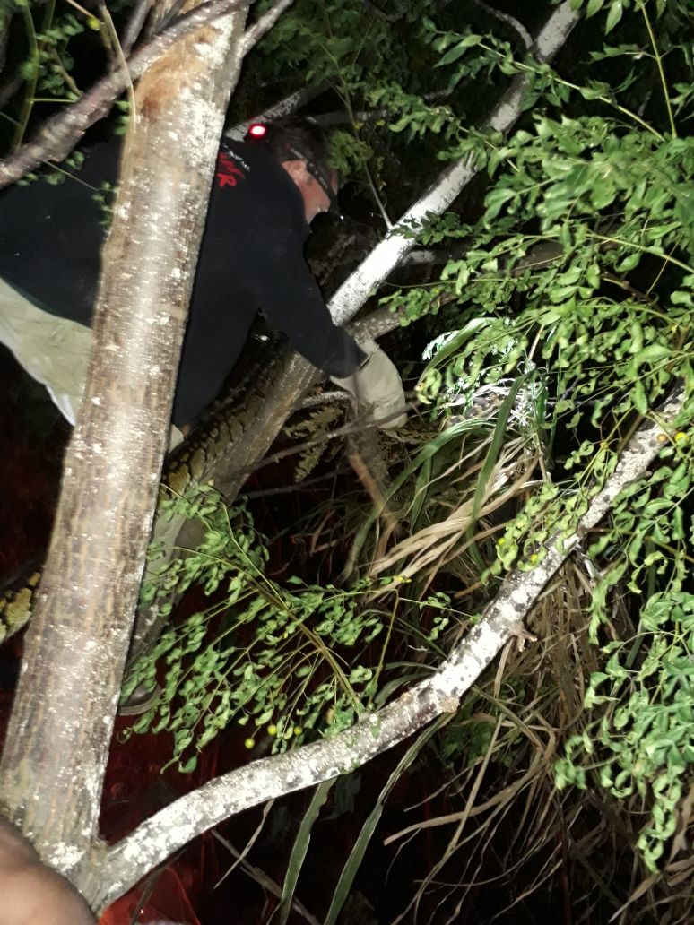 WATCH: Three metre African rock python caught in Palm View | South Coast Herald