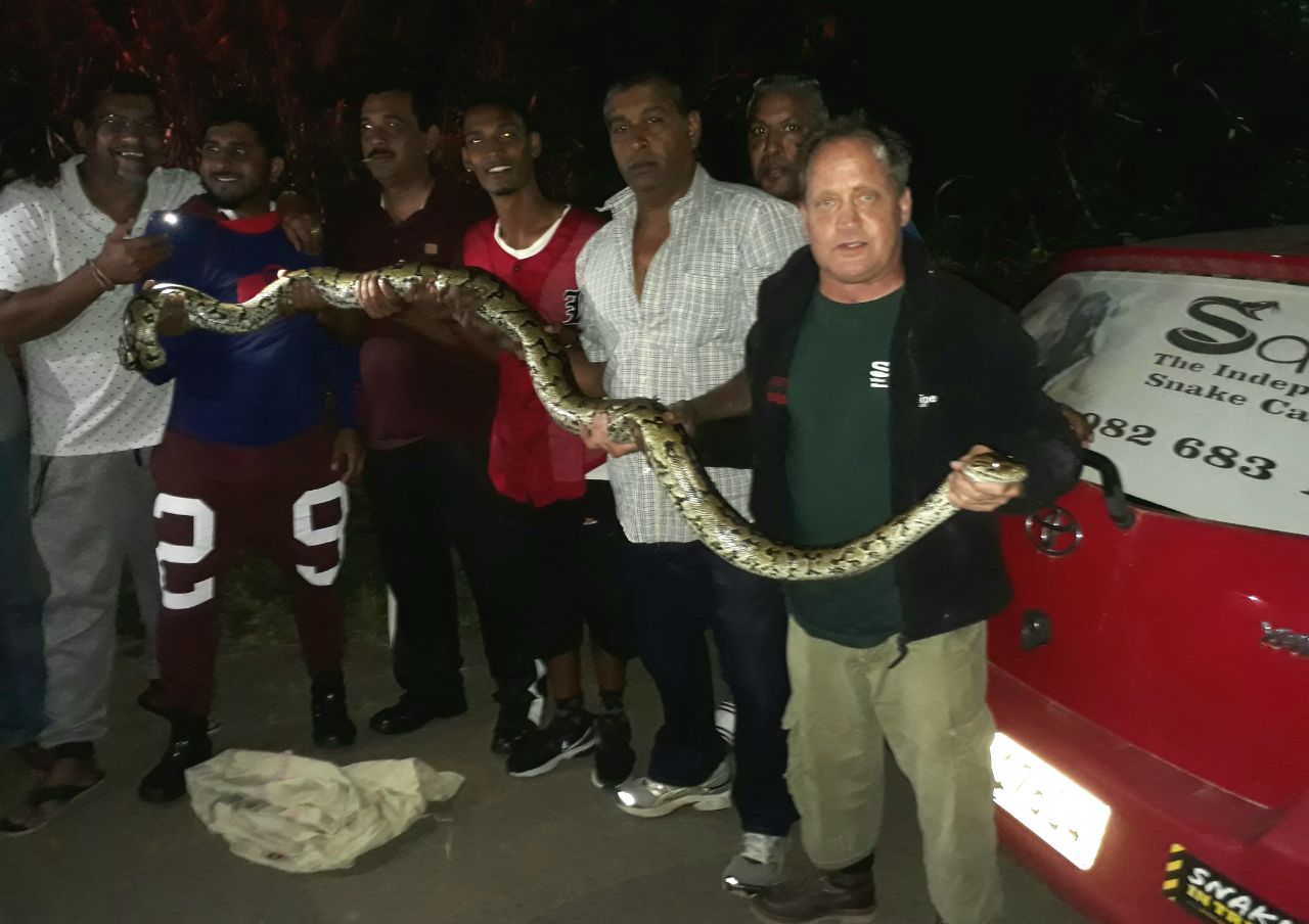 WATCH: Three metre African rock python caught in Palm View | South ...